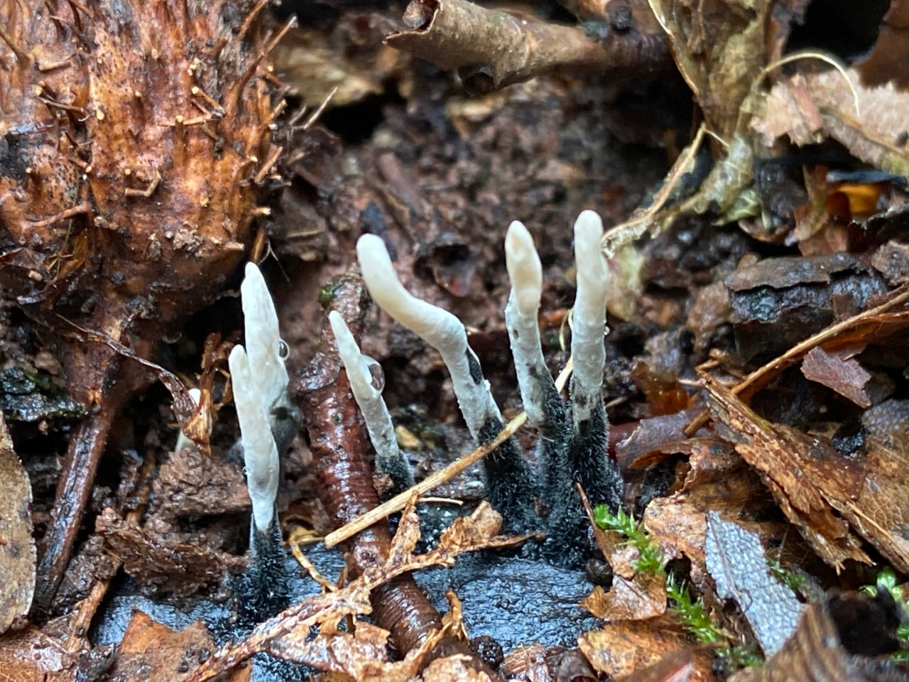 Fascinating Facts About Dead Man's Fingers Fungus Xylaria Polymorpha ...