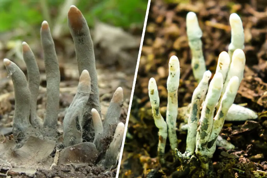 Fascinating Facts About Dead Man's Fingers Fungus Xylaria Polymorpha ...