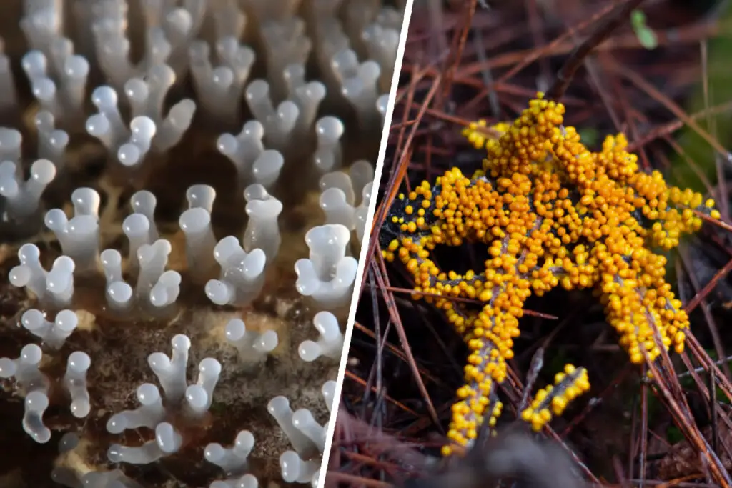 Myxomycetes: Nature's Hidden Gems! - WOWPARROT