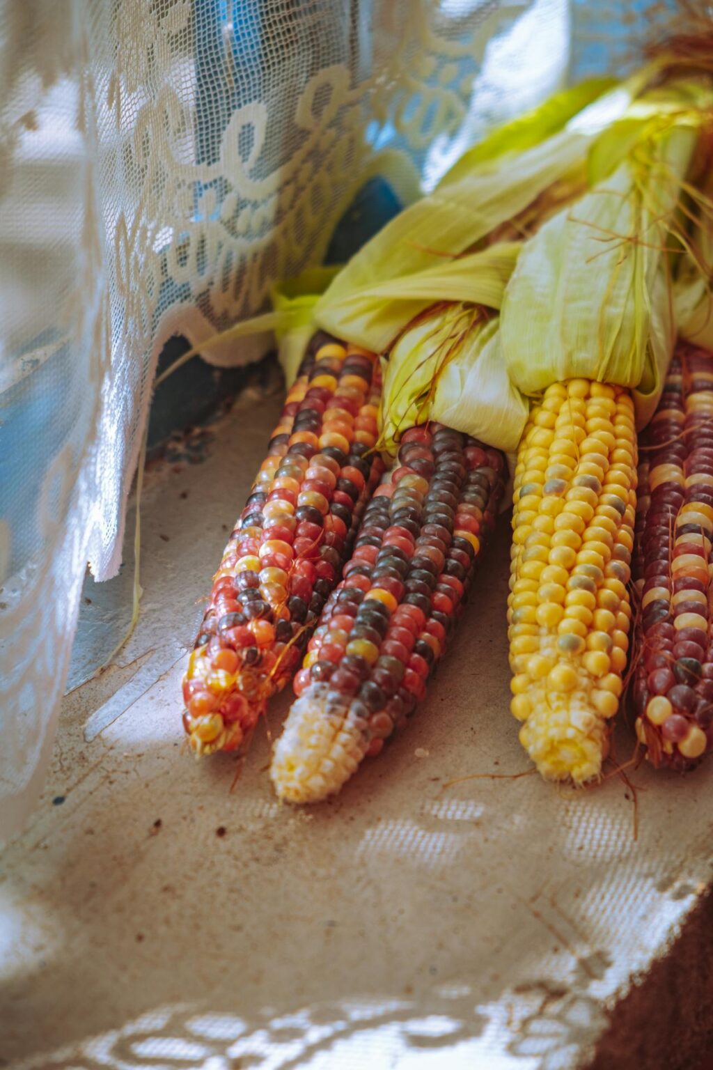 Unveiling the Secret of Glass Gem Corn: The Most Colorful Corn in the ...