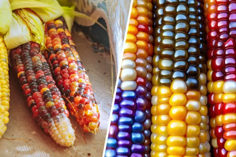 Unveiling the Secret of Glass Gem Corn: The Most Colorful Corn in the ...