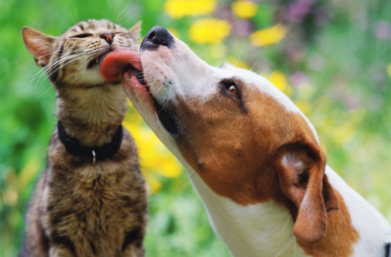 Do Cats Make Friends? Experts Reveal the Truth About Feline ...