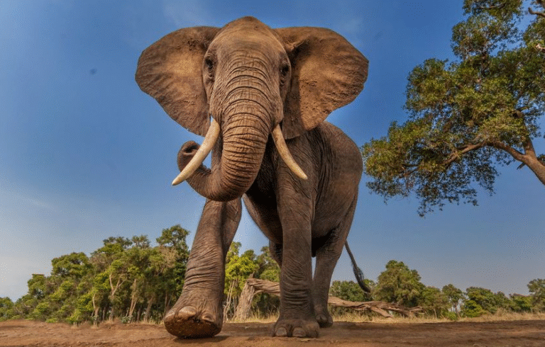 Do Elephants Really 'Never Forget'? - WOWPARROT